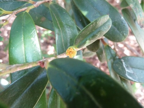 Projet de reboisement